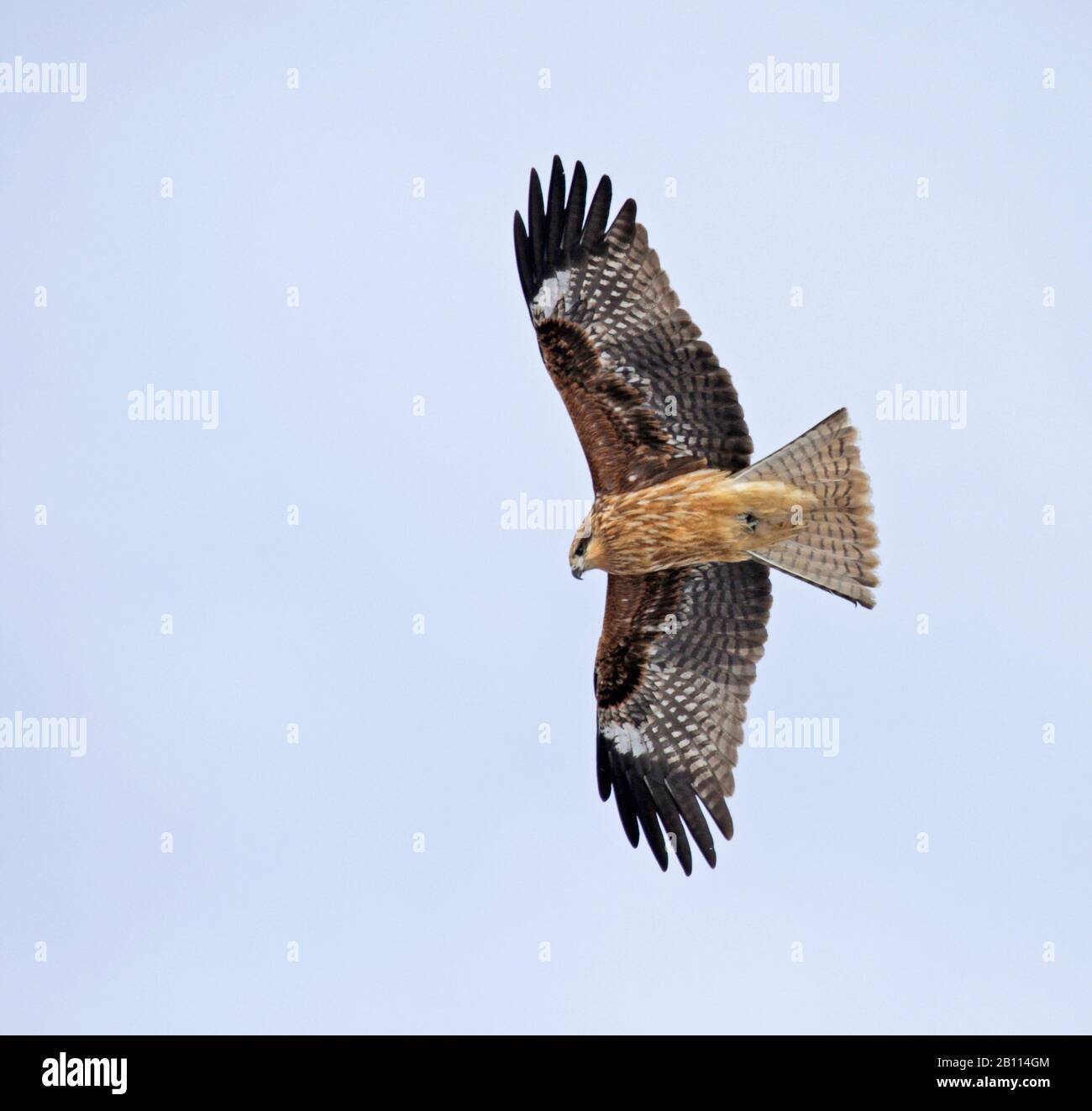 Black-eared Kite, Black kite, Yellow-billed kite (Milvus migrans ...
