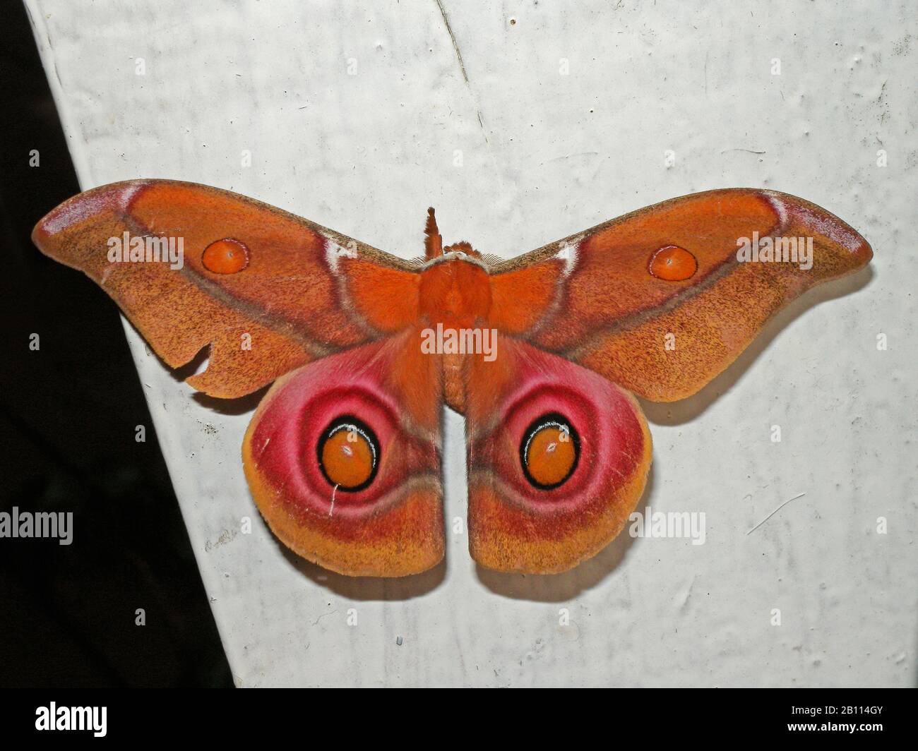 African moth hi-res stock photography and images - Alamy