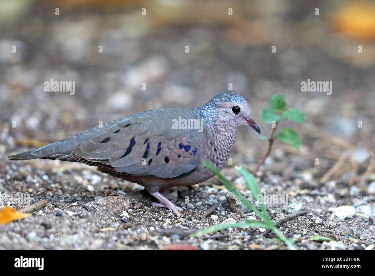 Ground dove hi-res stock photography and images - Alamy