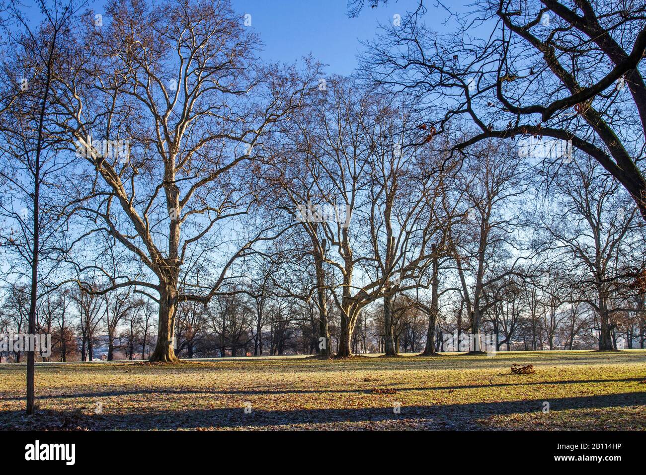 the Rosenstein Park, Germany, Baden-Wuerttemberg, Stuttgart Stock Photo ...