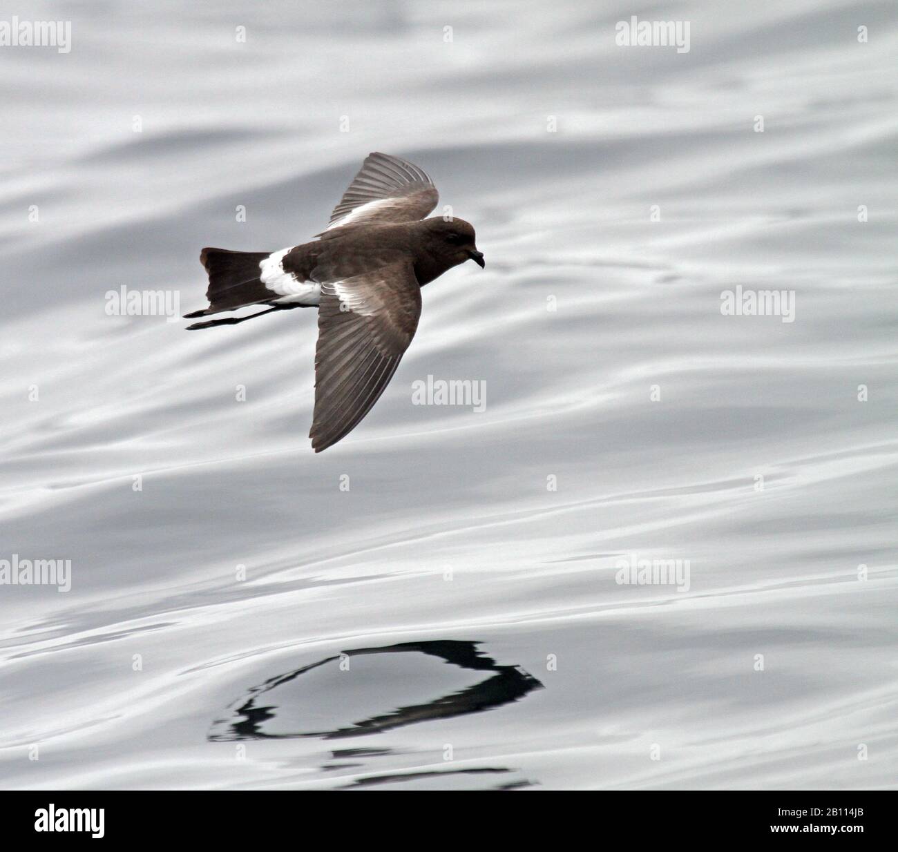 Elliot's storm petrel (Oceanites gracilis), in flight over the pacific ...