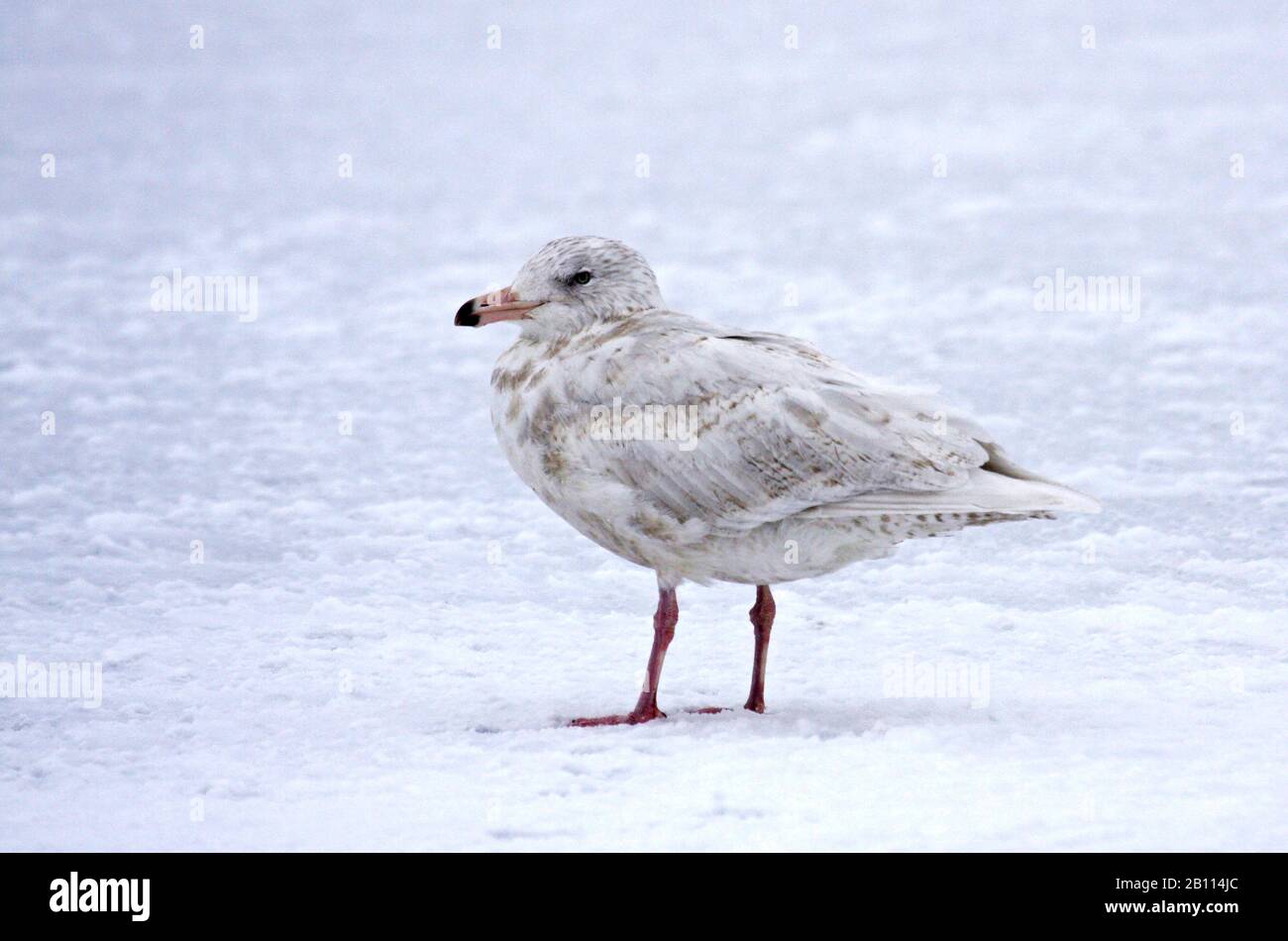 Glaucous bird hi-res stock photography and images - Alamy