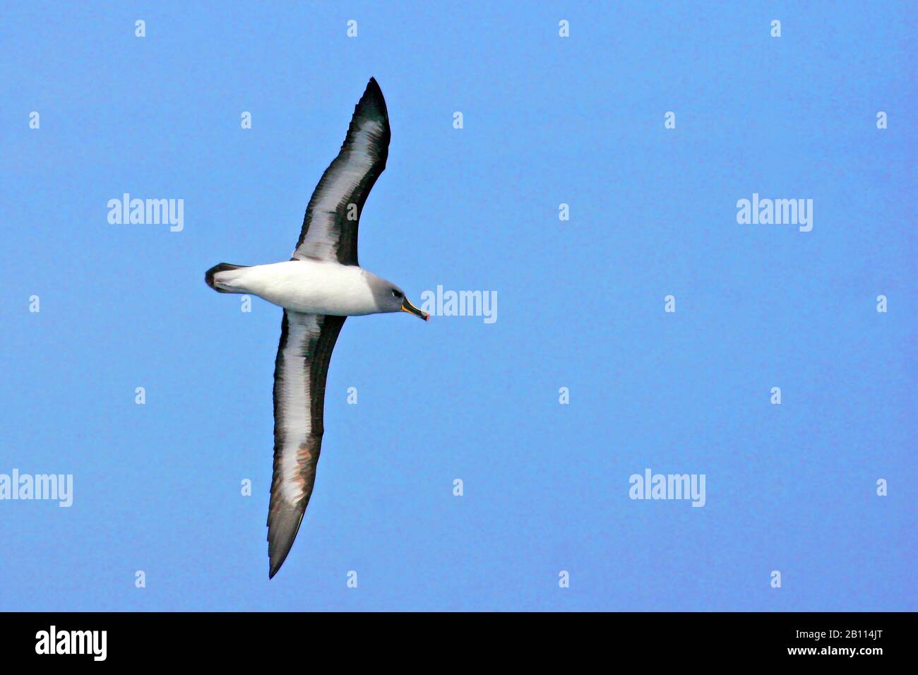 Grey-headed Albatross (Thalassarche chrysostoma, Diomedea chrysostoma ...