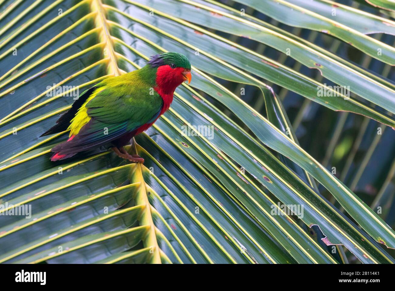 Endemic palm trees hi-res stock photography and images - Alamy