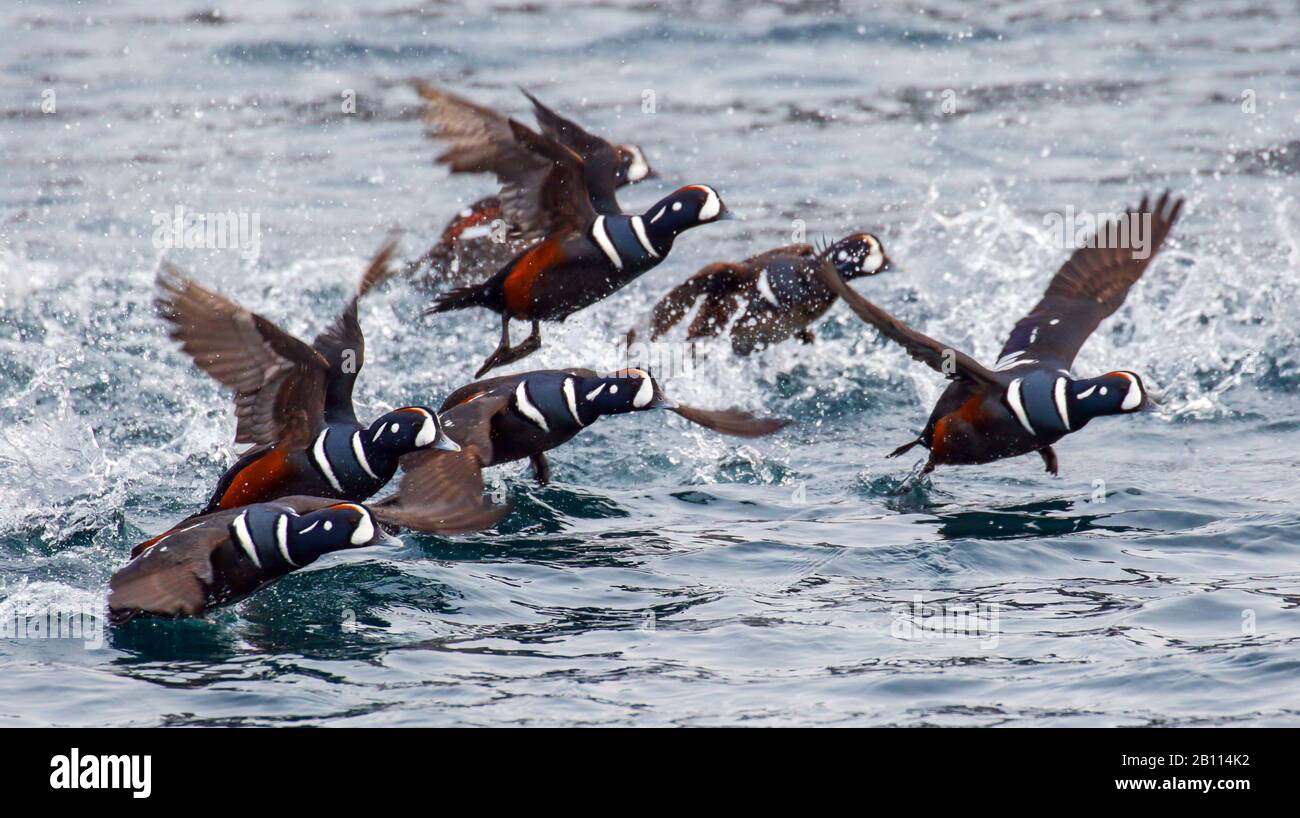 Harlequin Duck Flying