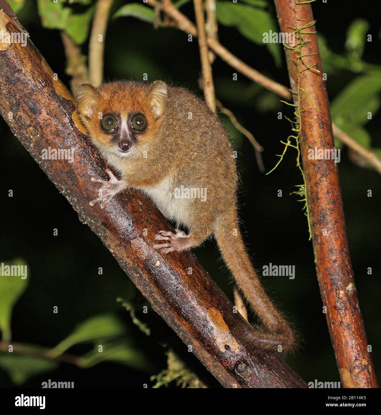 Mouse lemur hi-res stock photography and images - Alamy