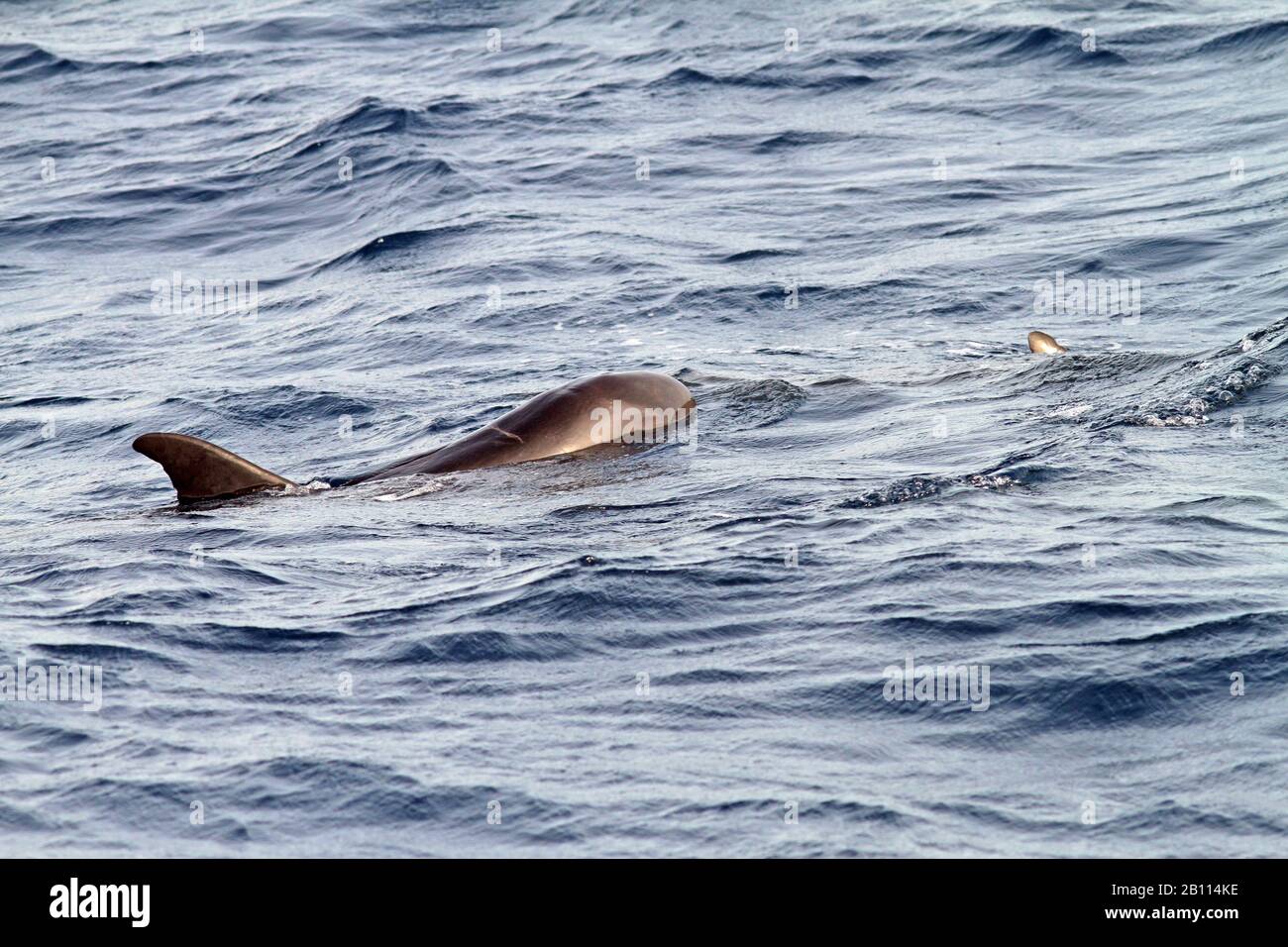 pygmy killer whale, slender blackfish (Feresa attenuata), swimming at ...