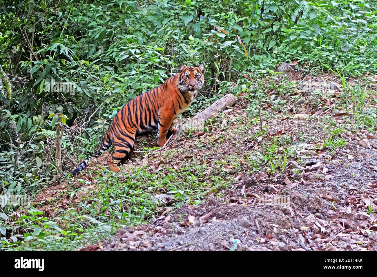 Tiger Habitat Pictures