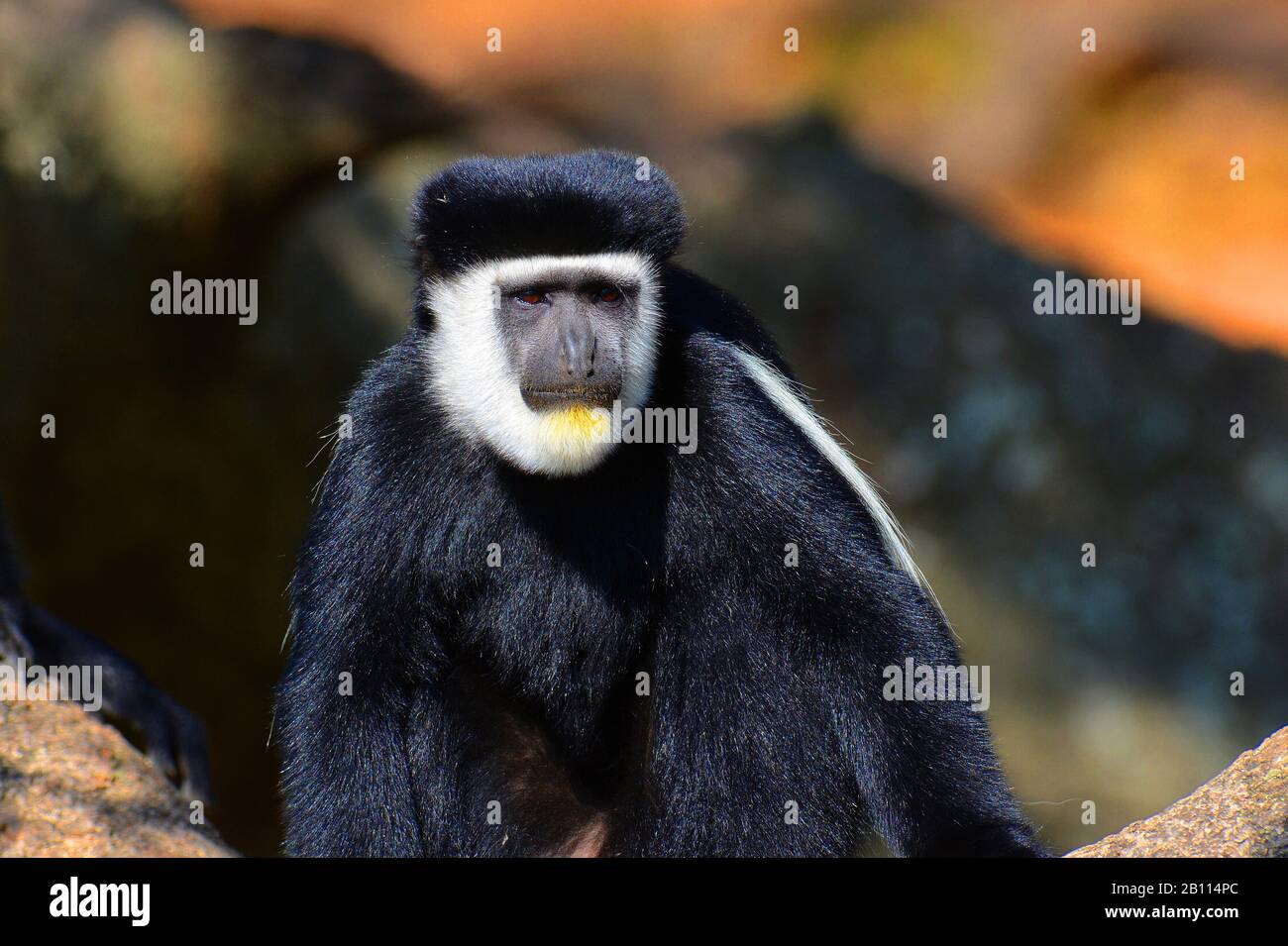 Eastern black and white colobuses hi-res stock photography and images ...
