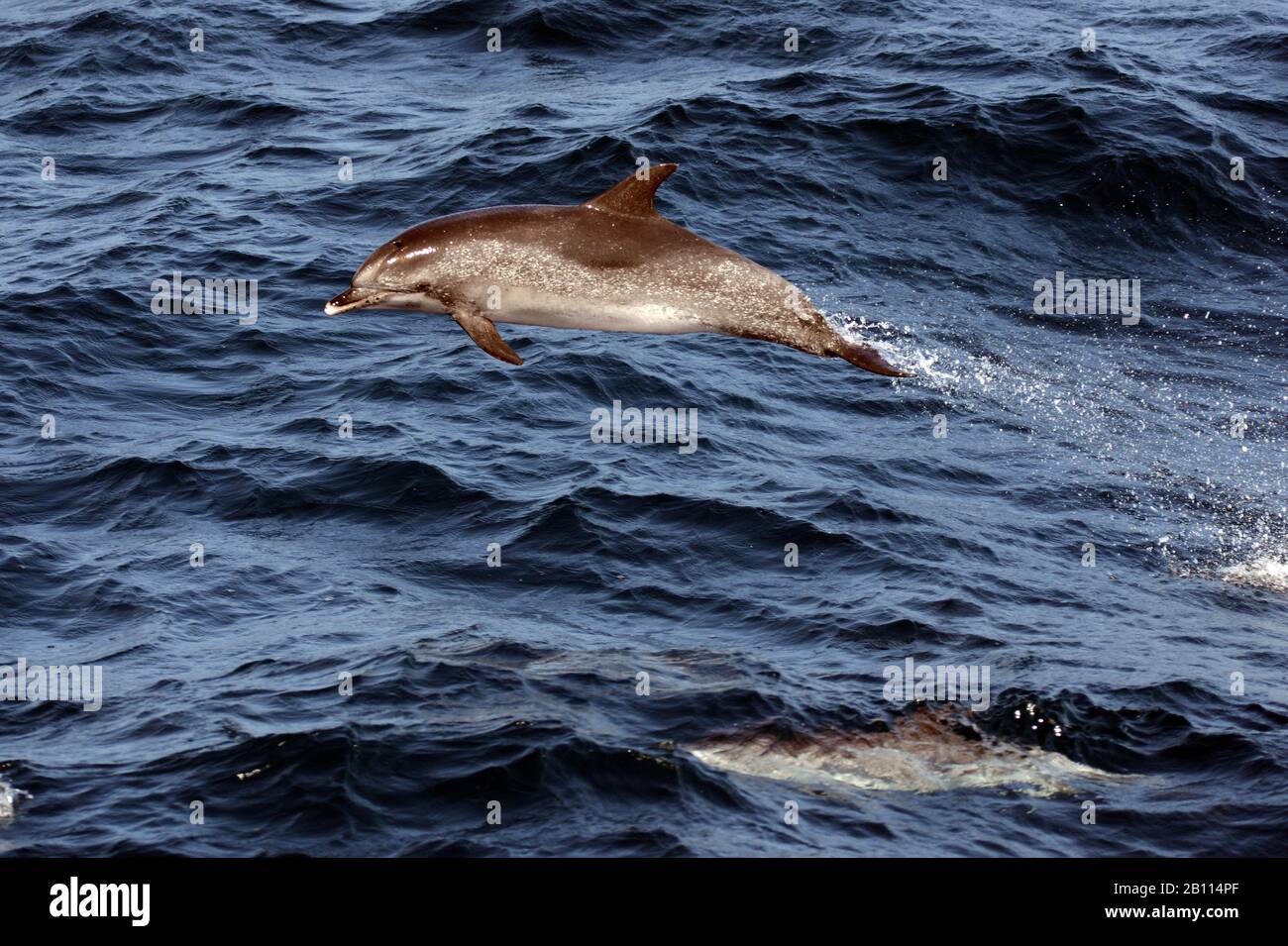 Atlantic spotted dolphin (Stenella frontalis), jumps out of the sea ...