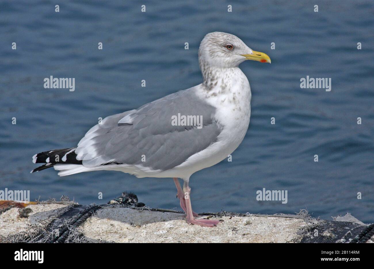 Vega Gull (Larus vegae), stands at harbour, Japan Stock Photo - Alamy