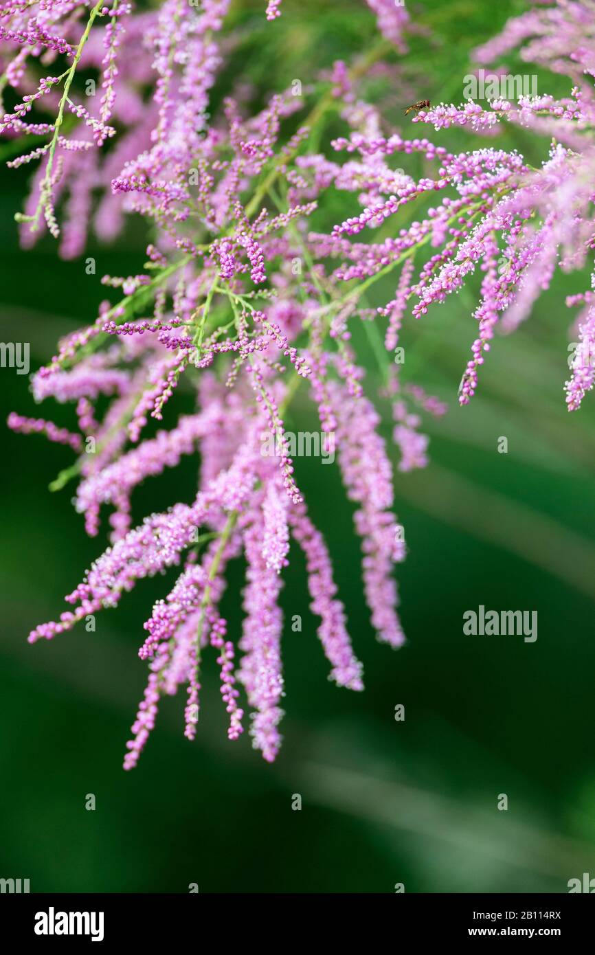 African Tamarisk (Tamarix africana, T. hispanica), blooming, Greece ...