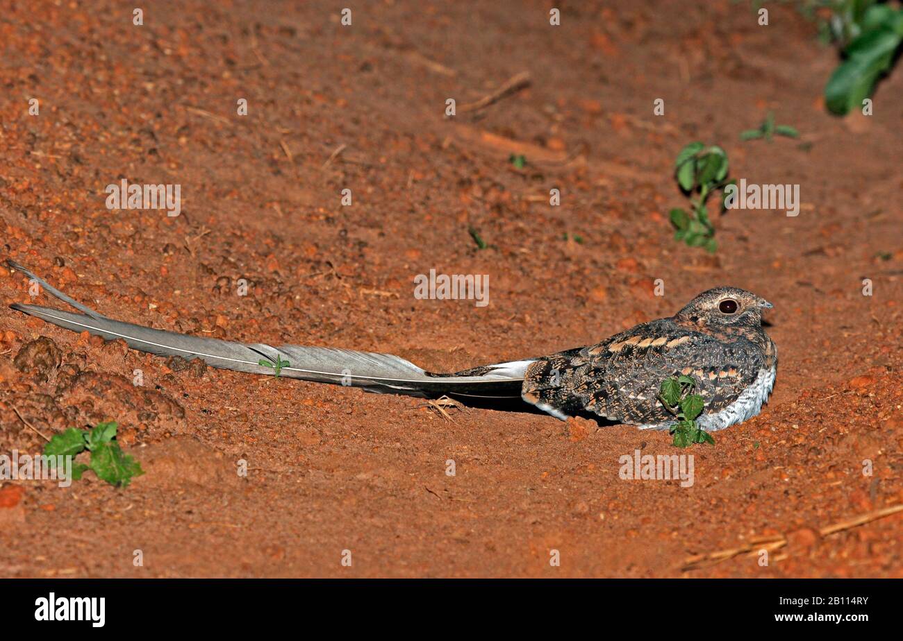Pennant Winged Nightjar