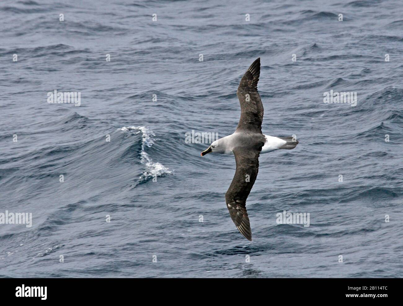 Grey-headed Albatross (Thalassarche chrysostoma, Diomedea chrysostoma ...