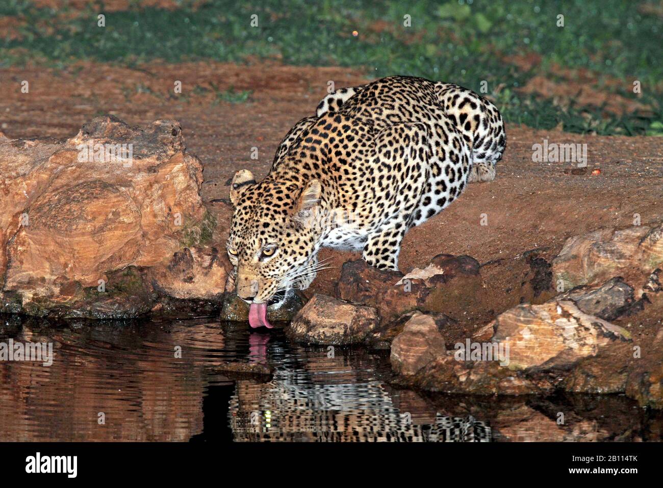 leopard (Panthera pardus), drinking at a water place, Kenya Stock Photo ...