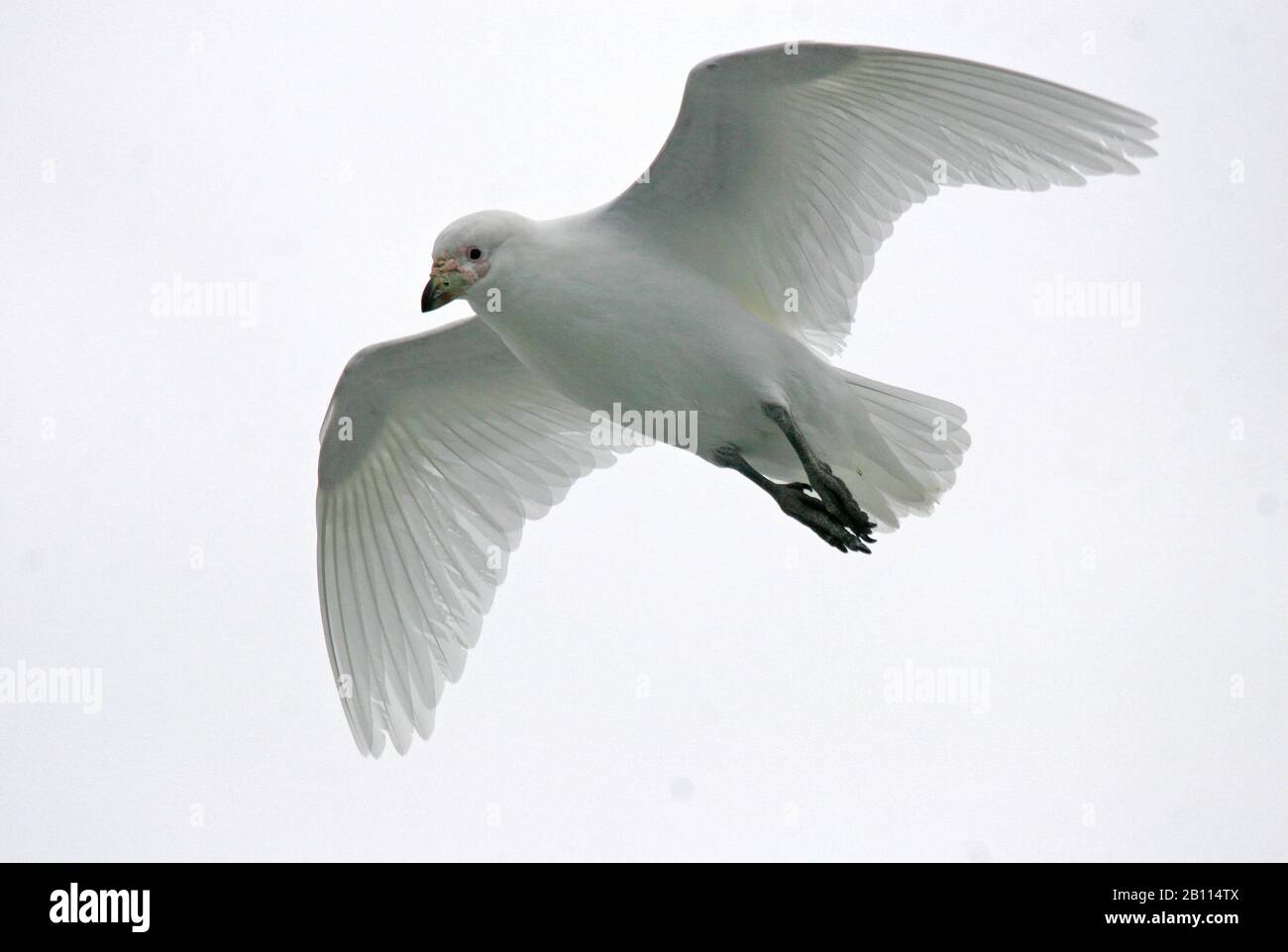 Snowy Sheathbill, Pale-faced sheathbill, Paddy (Chionis alba), in ...