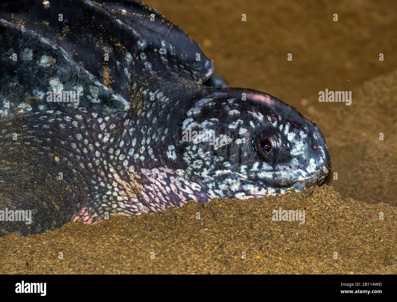 Leatherback sea turtles side view hi-res stock photography and images ...