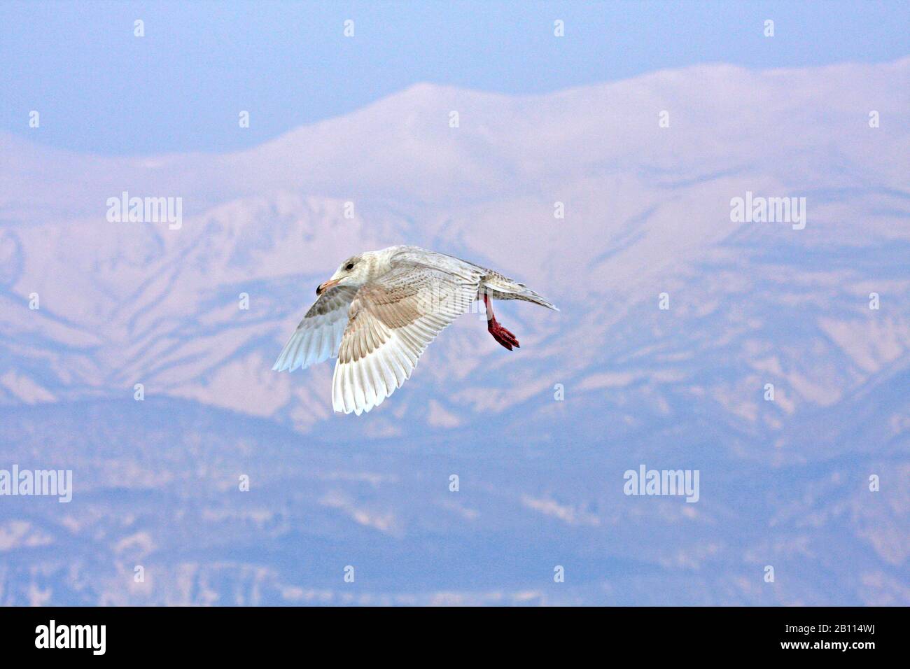 glaucous gull (Larus hyperboreus), immature bird in flight, mountain in ...