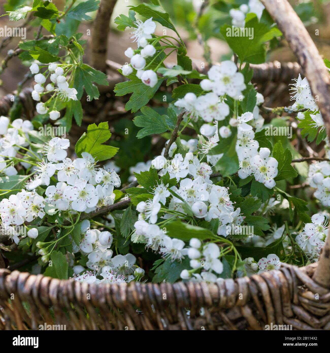 English hawthorn, midland hawthorn (Crataegus laevigata), harvesting of ...