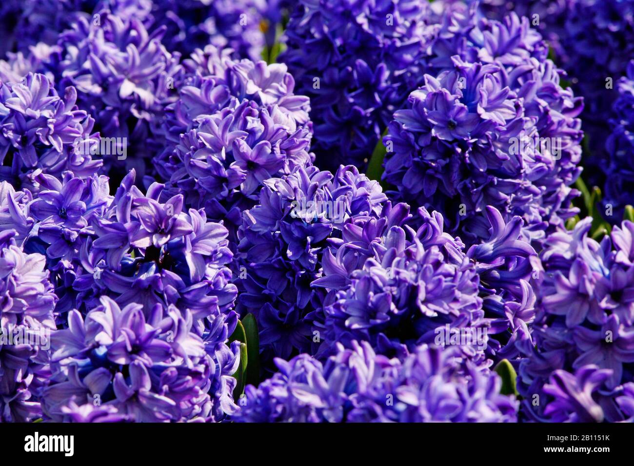 Jacinthe (Hyacinthus orientalis), blooming Stock Photo - Alamy