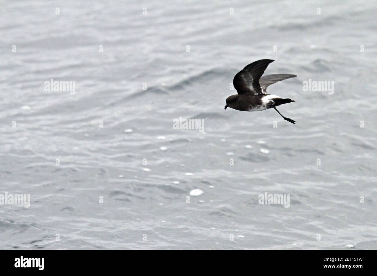 Elliot's storm petrel (Oceanites gracilis), in flight over the pacific ...