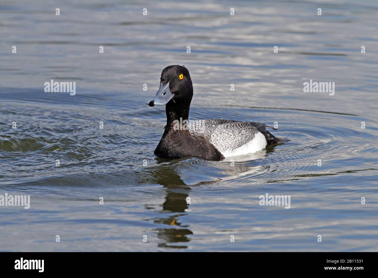 Lesser scaup (Aythya affinis), male on water, USA, Alaska Stock Photo ...