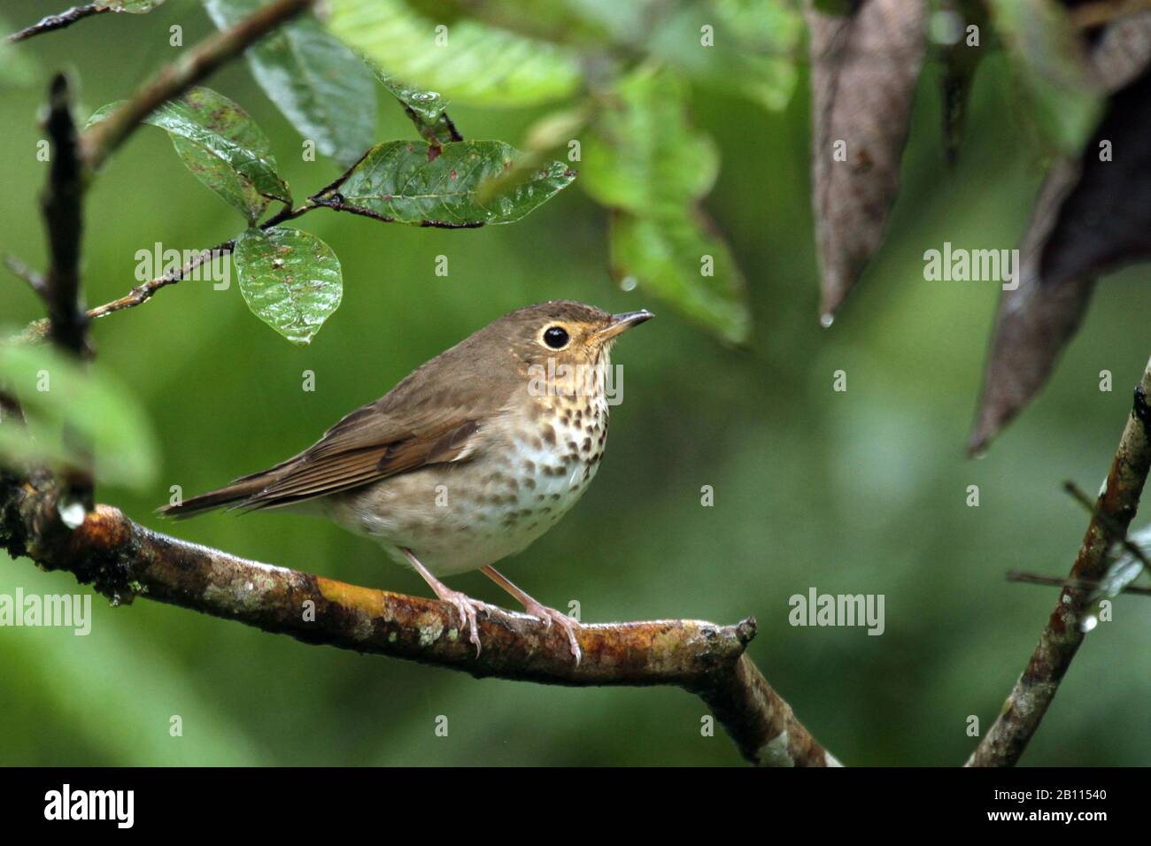 Catharus ustulatus hi-res stock photography and images - Alamy