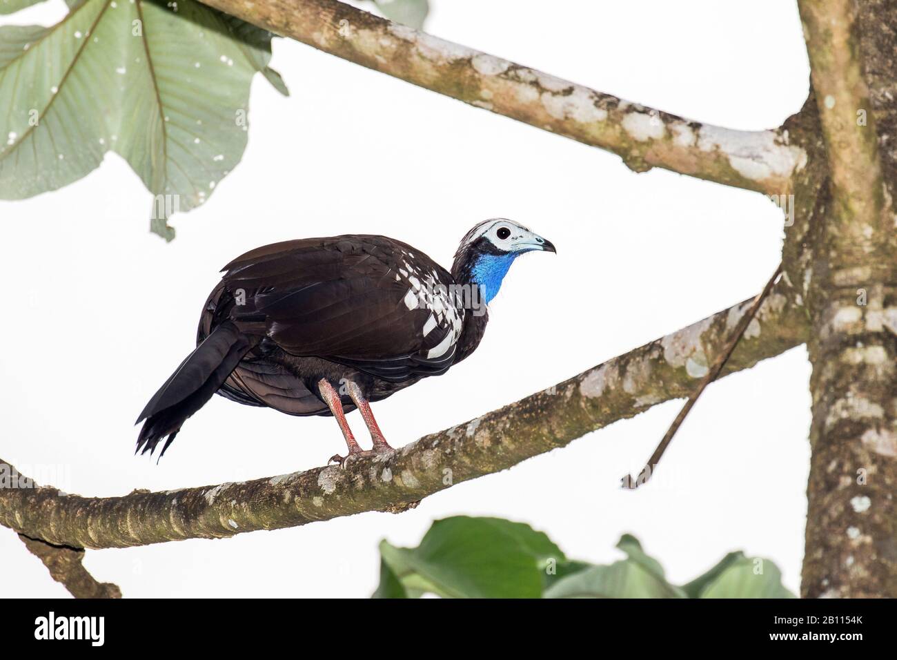 Trinidad Piping Guan (Pipile pipile), a critically endangered species ...