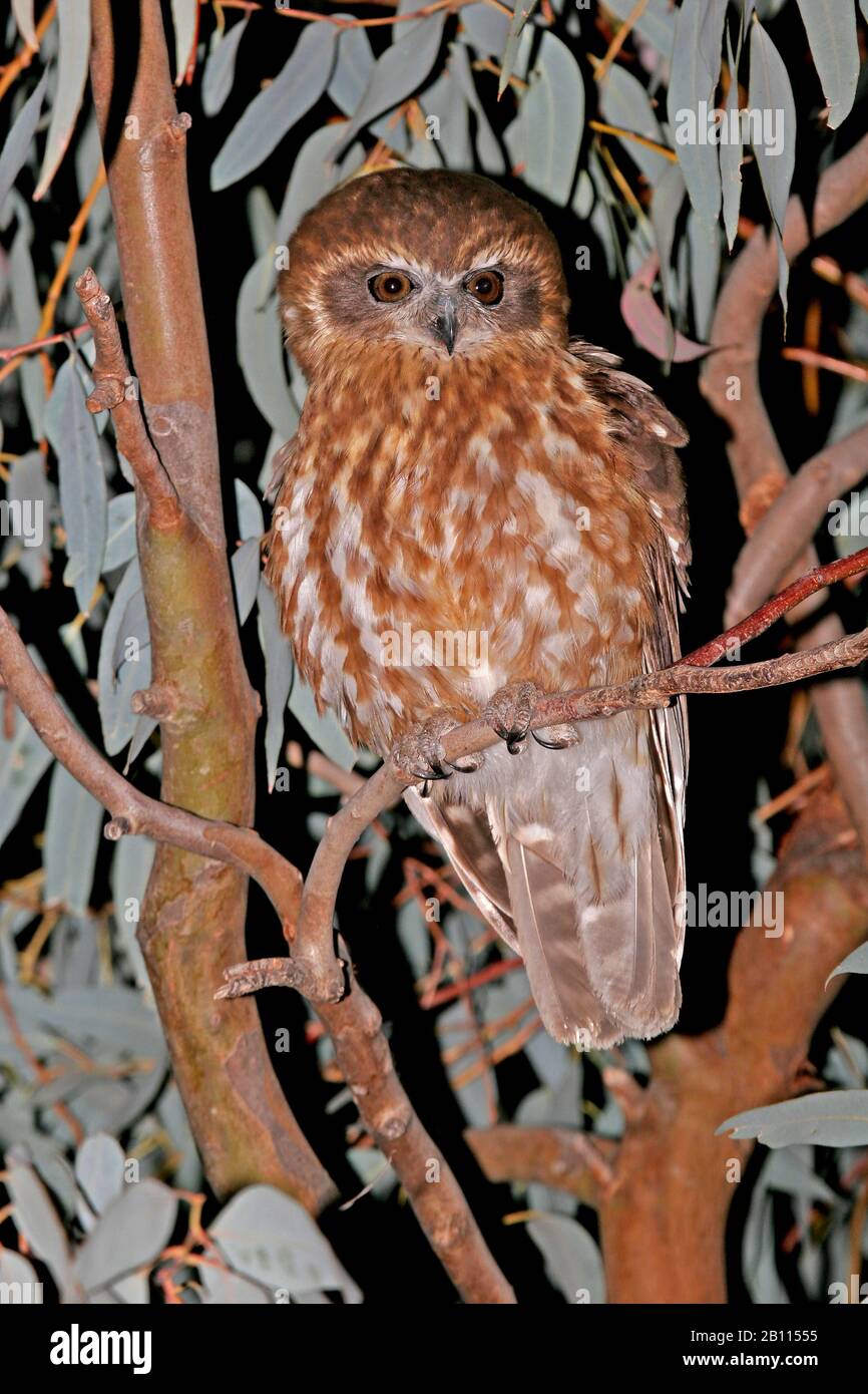 boobook owl (Ninox boobook), perched in a tree at night , Australia ...