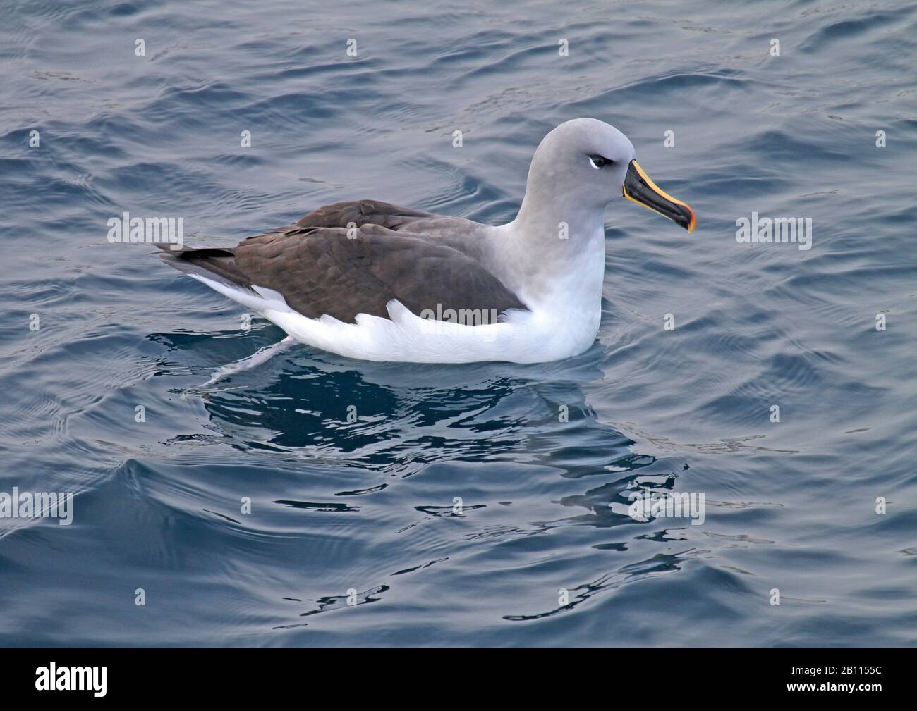 Grey-headed Albatross (Thalassarche chrysostoma, Diomedea chrysostoma ...