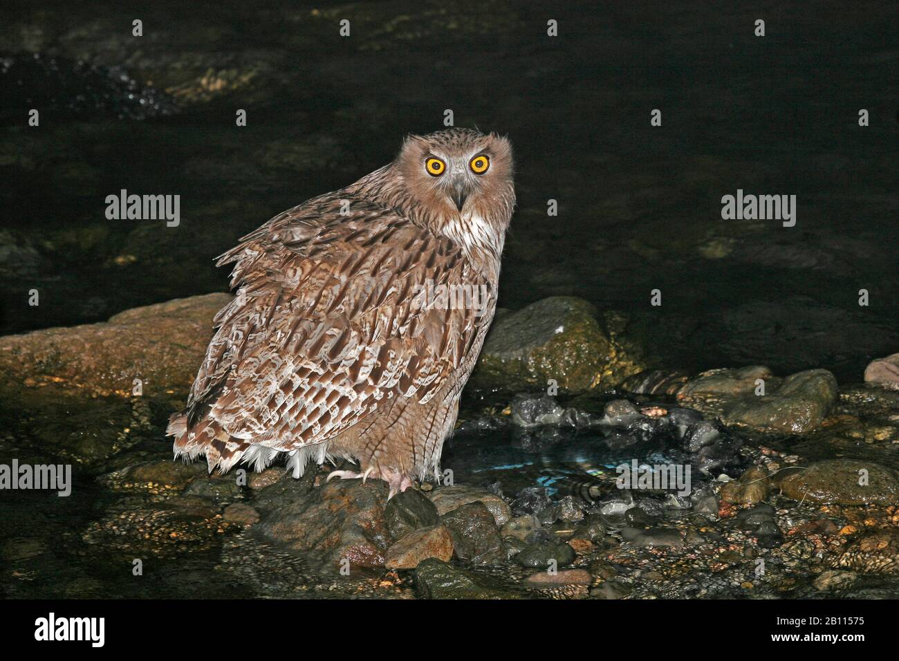 blakistons fish owl (Bubo blakistoni), at a brook, Japan, Hokkaido ...