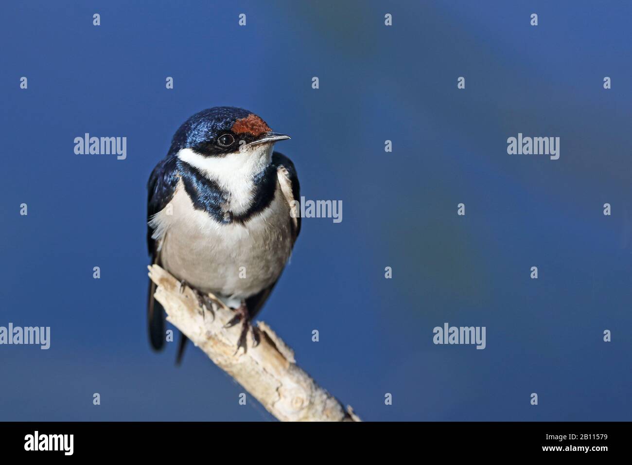 South African Swallow High Resolution Stock Photography and Images - Alamy