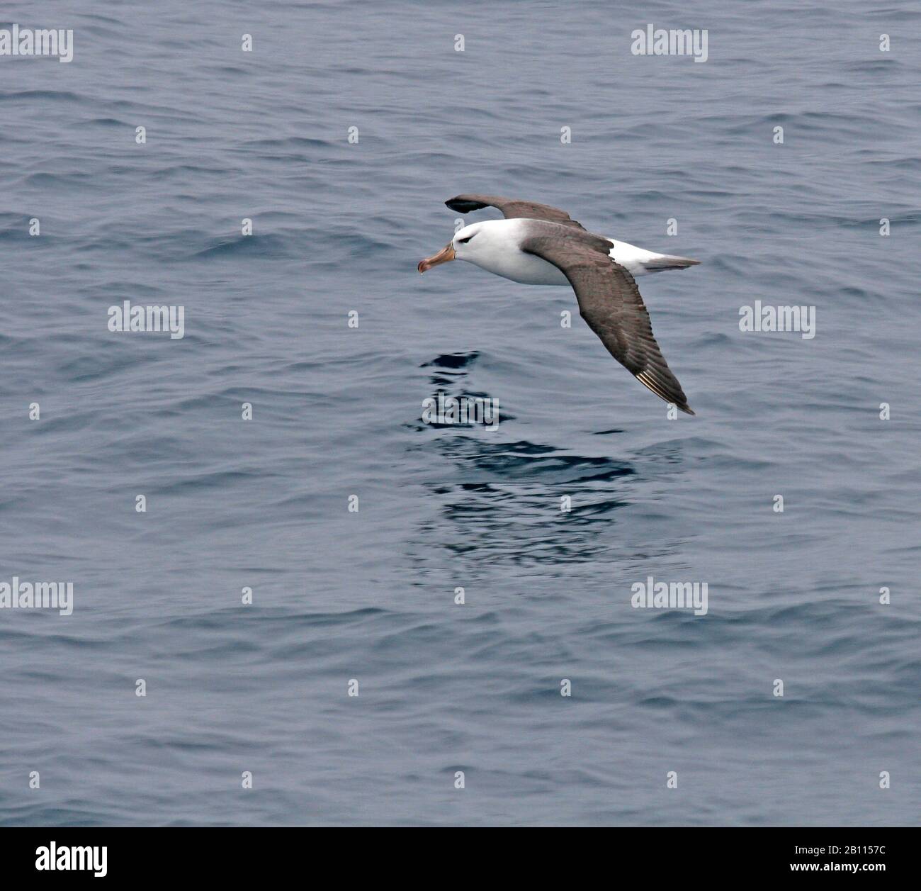 Ocean albatross hi-res stock photography and images - Alamy