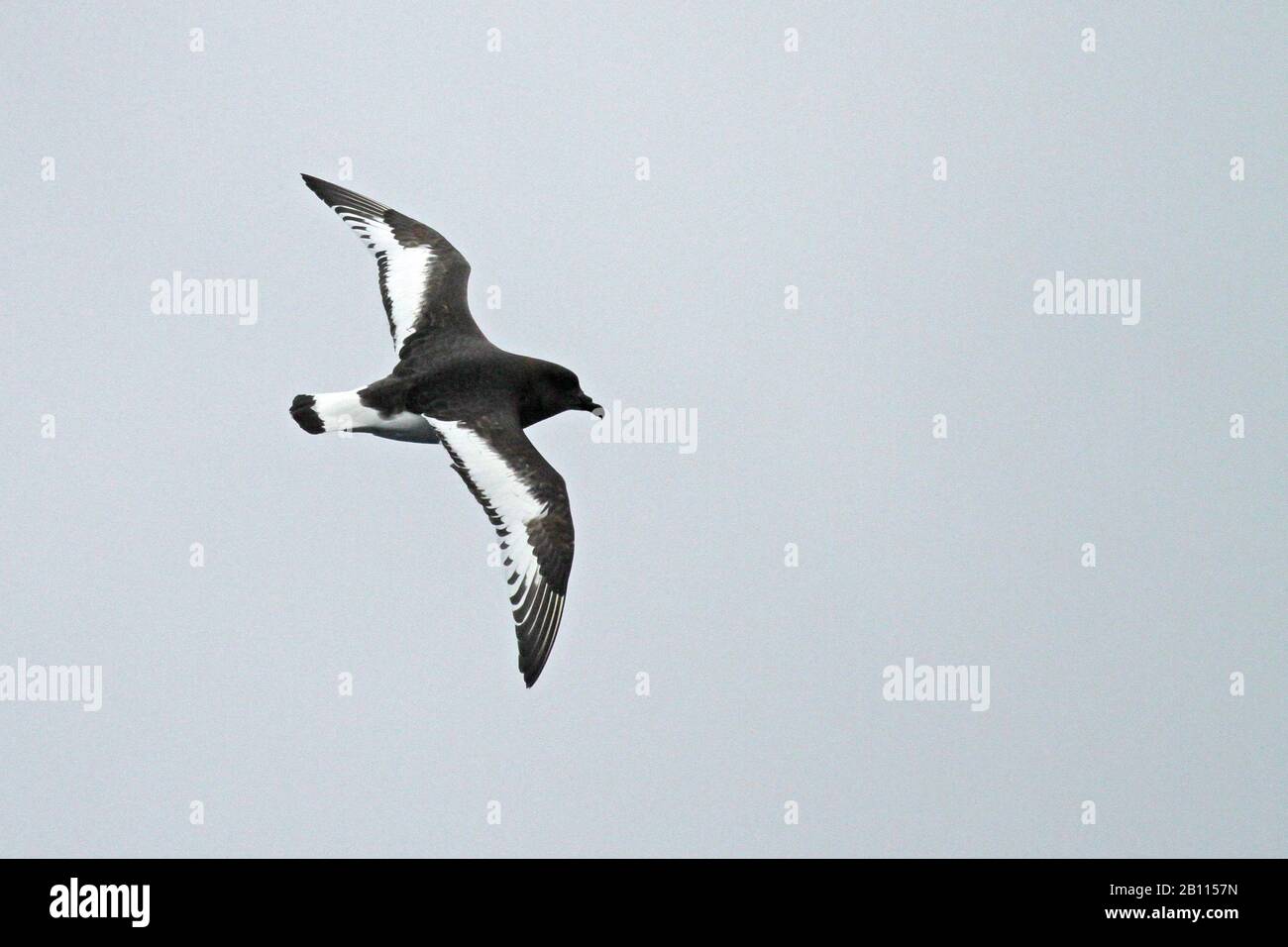 Antarctic petrel (Thalassoica antarctica), flying over the southern ...