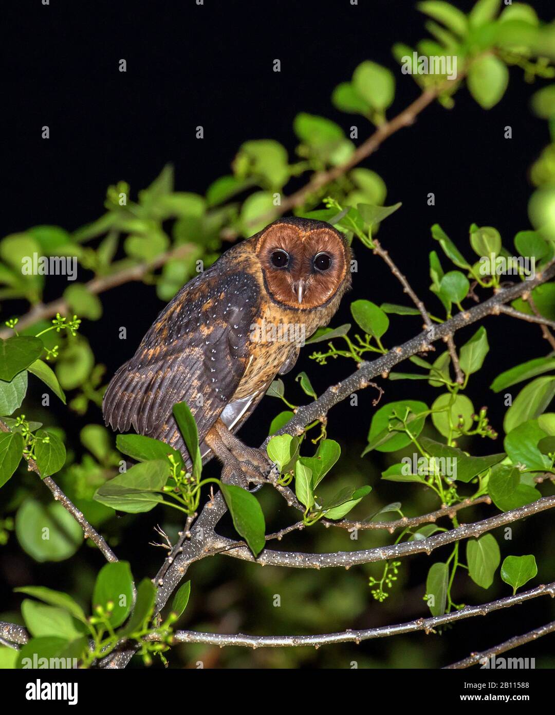 Grenada wildlife and animals hi-res stock photography and images - Alamy