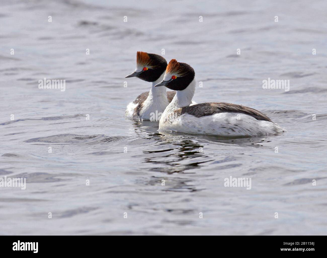 hooded grebe (Podiceps gallardoi), swimming couple, Argentina Stock ...