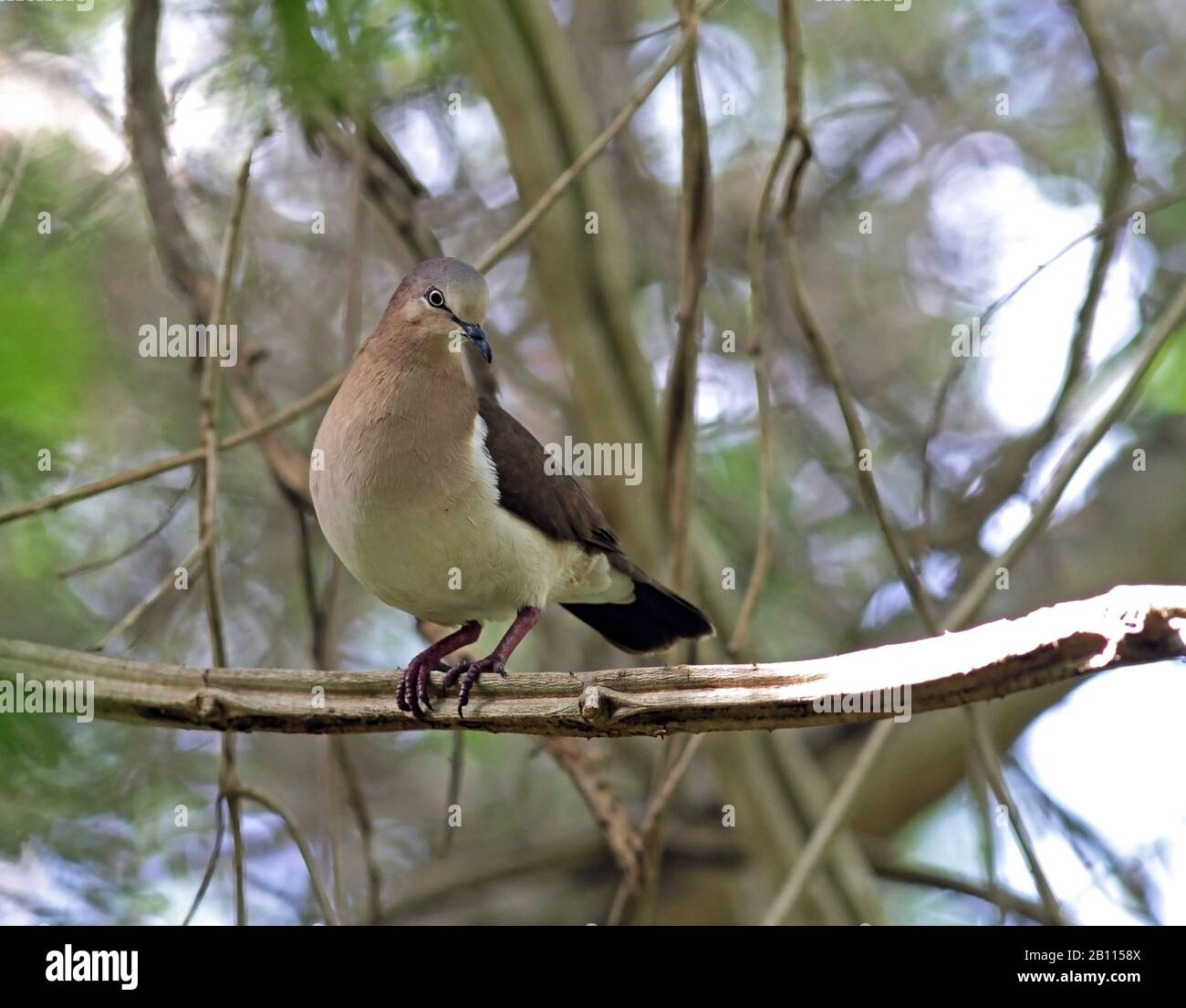 Grenada wildlife and animals hi-res stock photography and images - Alamy