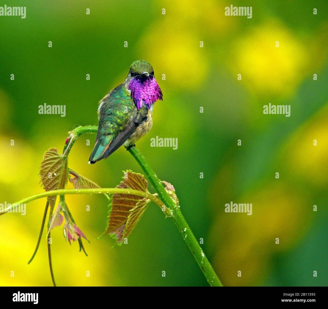 bumblebee hummingbird (Atthis heloisa), sits on a stem, Mexico Stock ...