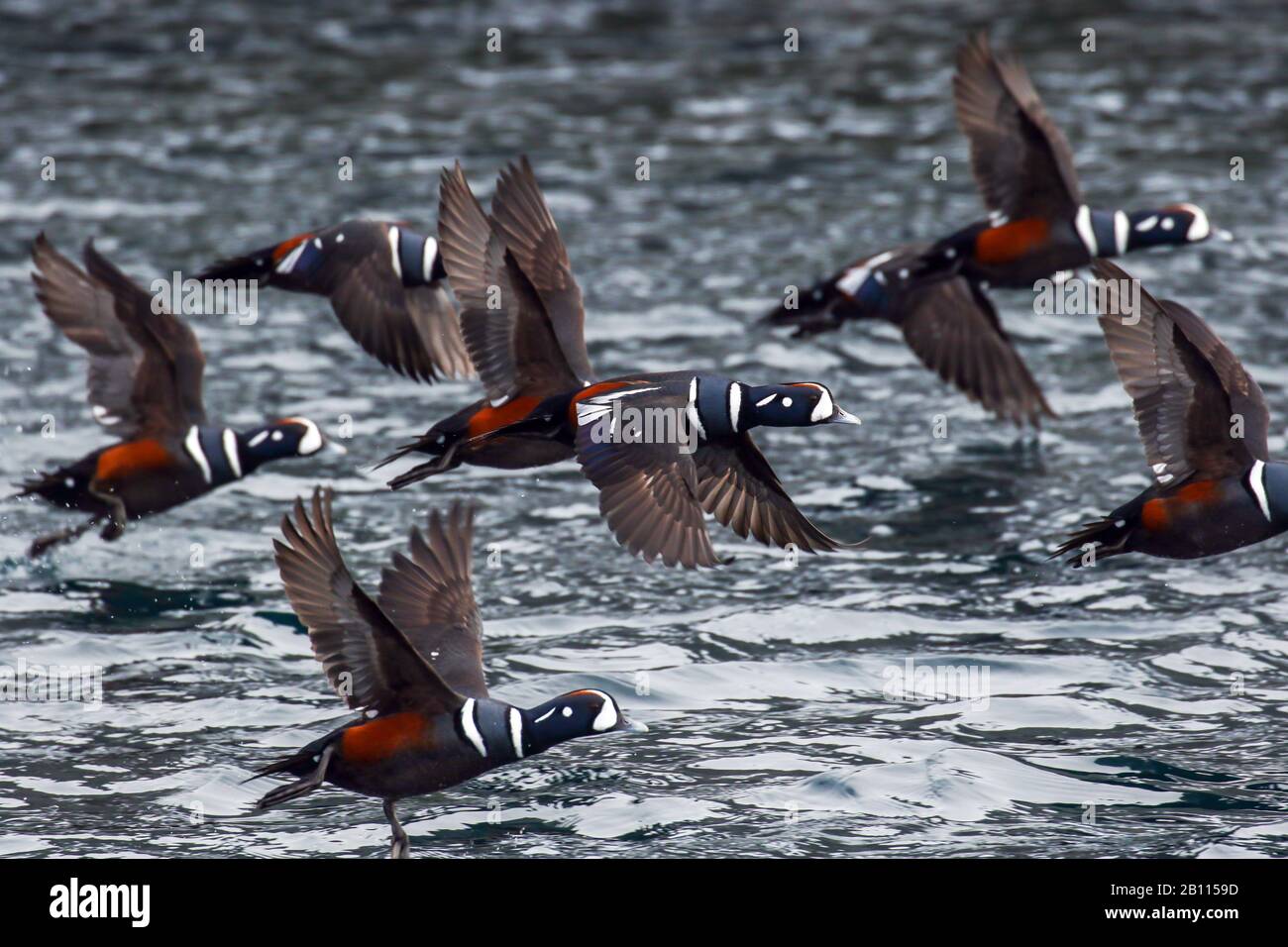 harlequin duck (Histrionicus histrionicus), drakes fly, Japan, Hokkaido ...