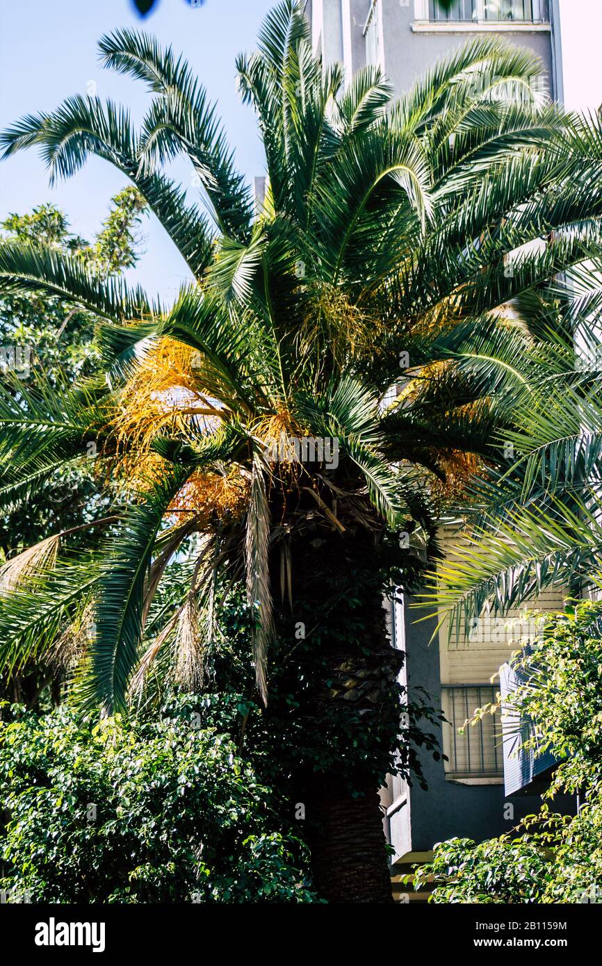 Tel Aviv Israel February 21, 2020 View of palm tree growing in the ...