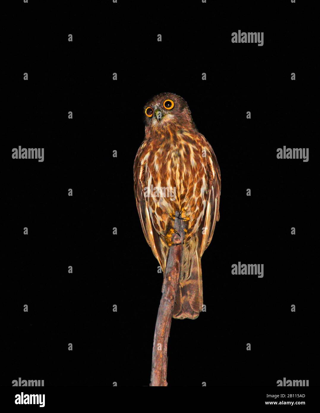 Northern Boobook, boobook owl (Ninox japonica), sits on a branch, Japan ...