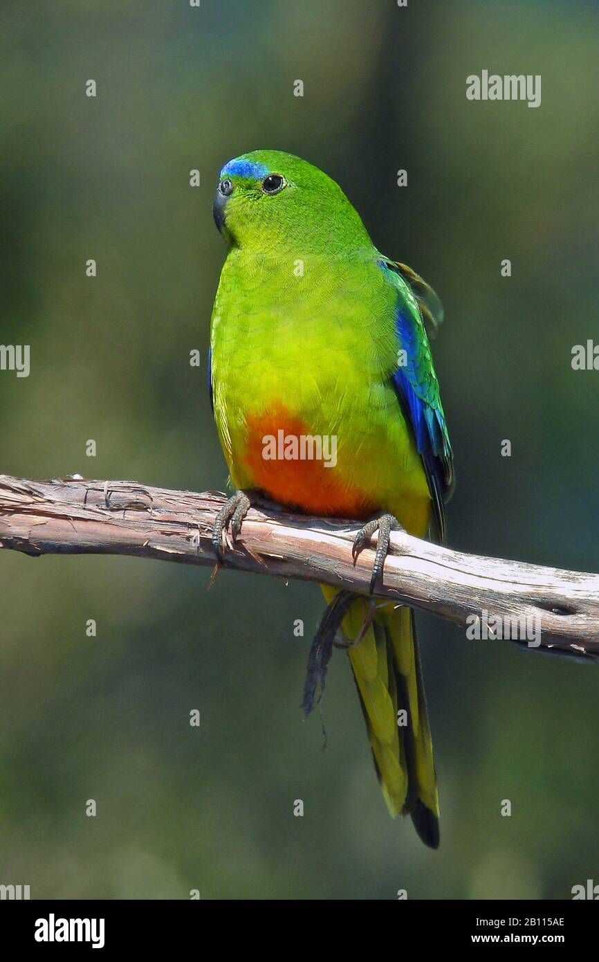 orange-bellied parrot (Neophema chrysogaster), sitting on a branch ...
