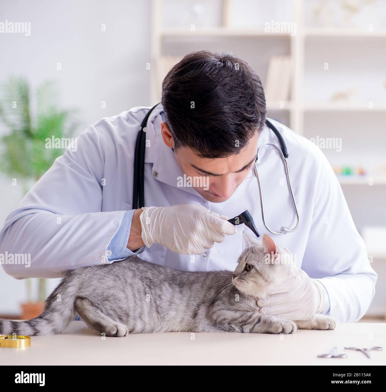 The vet examining sick cat in hospital Stock Photo - Alamy