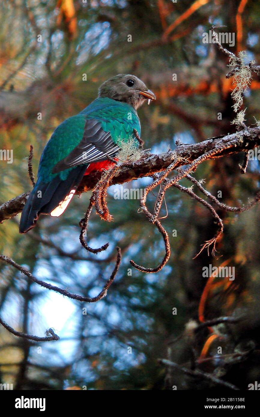 white-tipped quetzal (Pharomachrus fulgidus), female sits on a branch ...