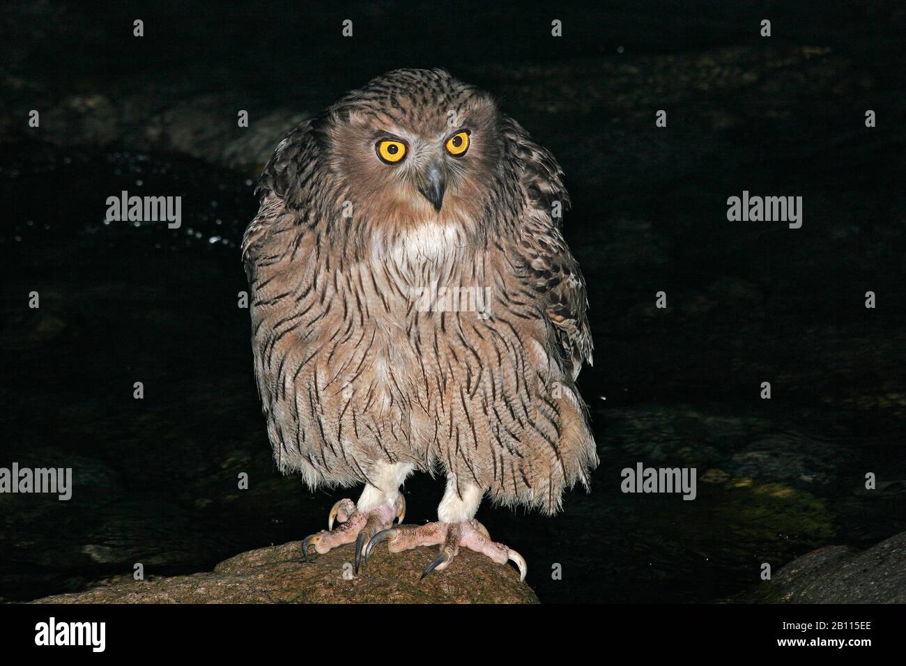 Blakistons fish owl bubo blakistoni hi-res stock photography and images ...