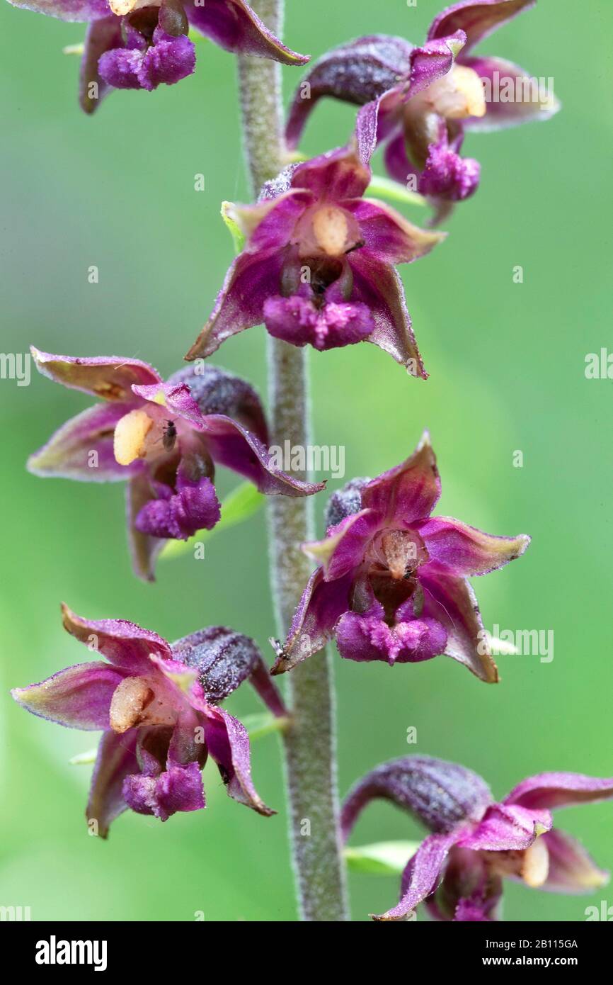Dark red helleborine hi-res stock photography and images - Alamy
