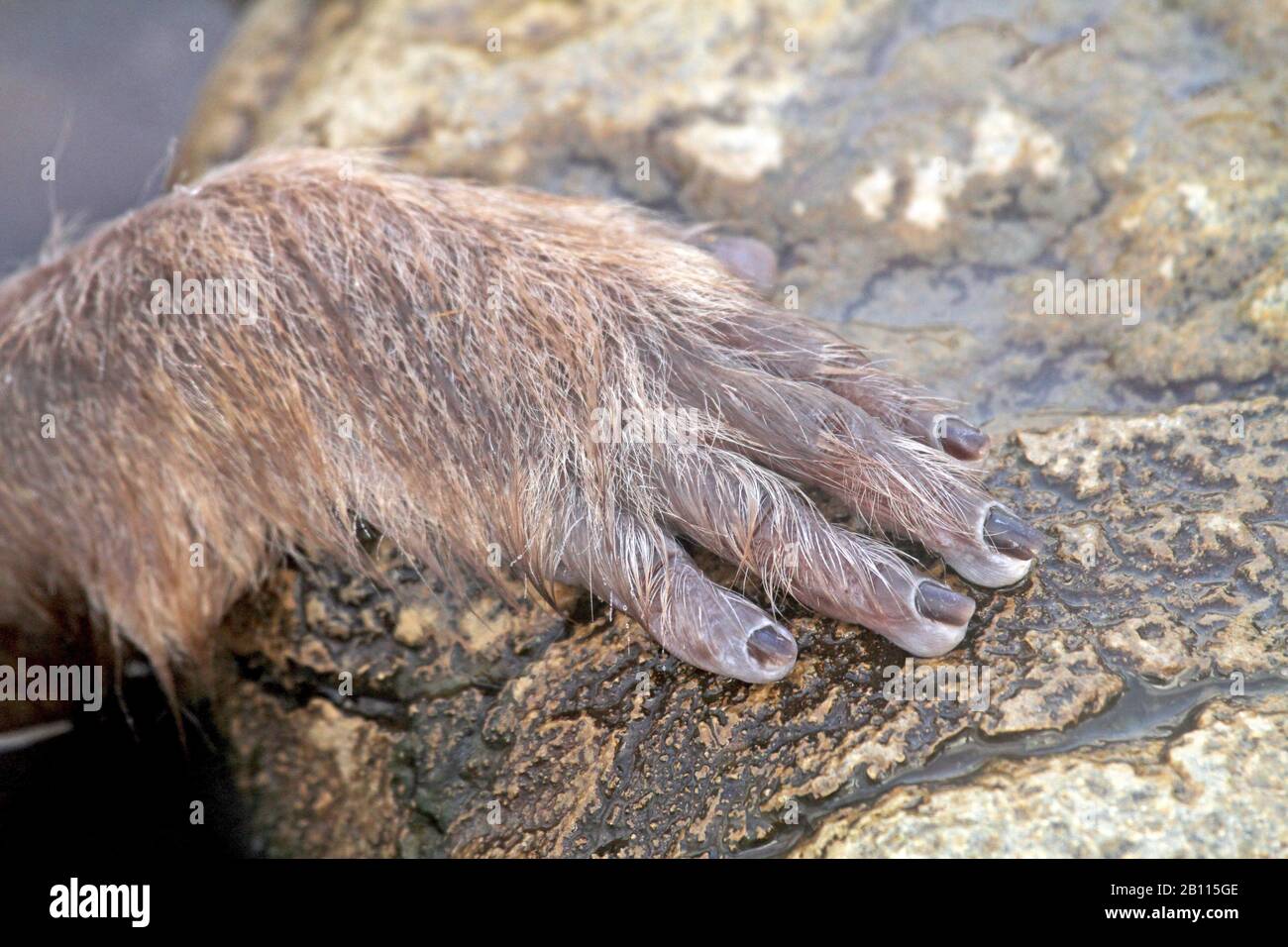 Macaca hand hi-res stock photography and images - Alamy