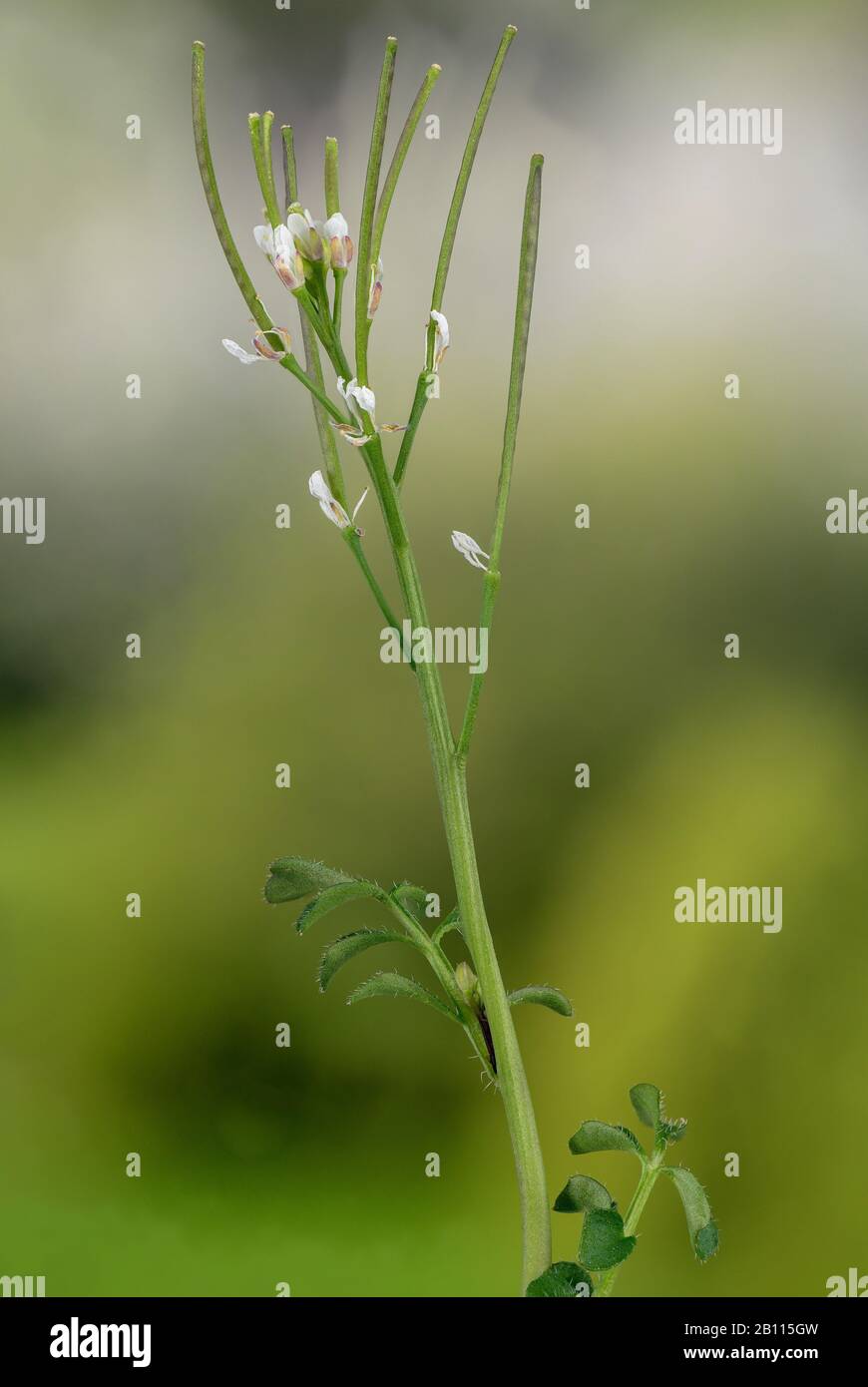 Hairy bitter cresses hi-res stock photography and images - Alamy