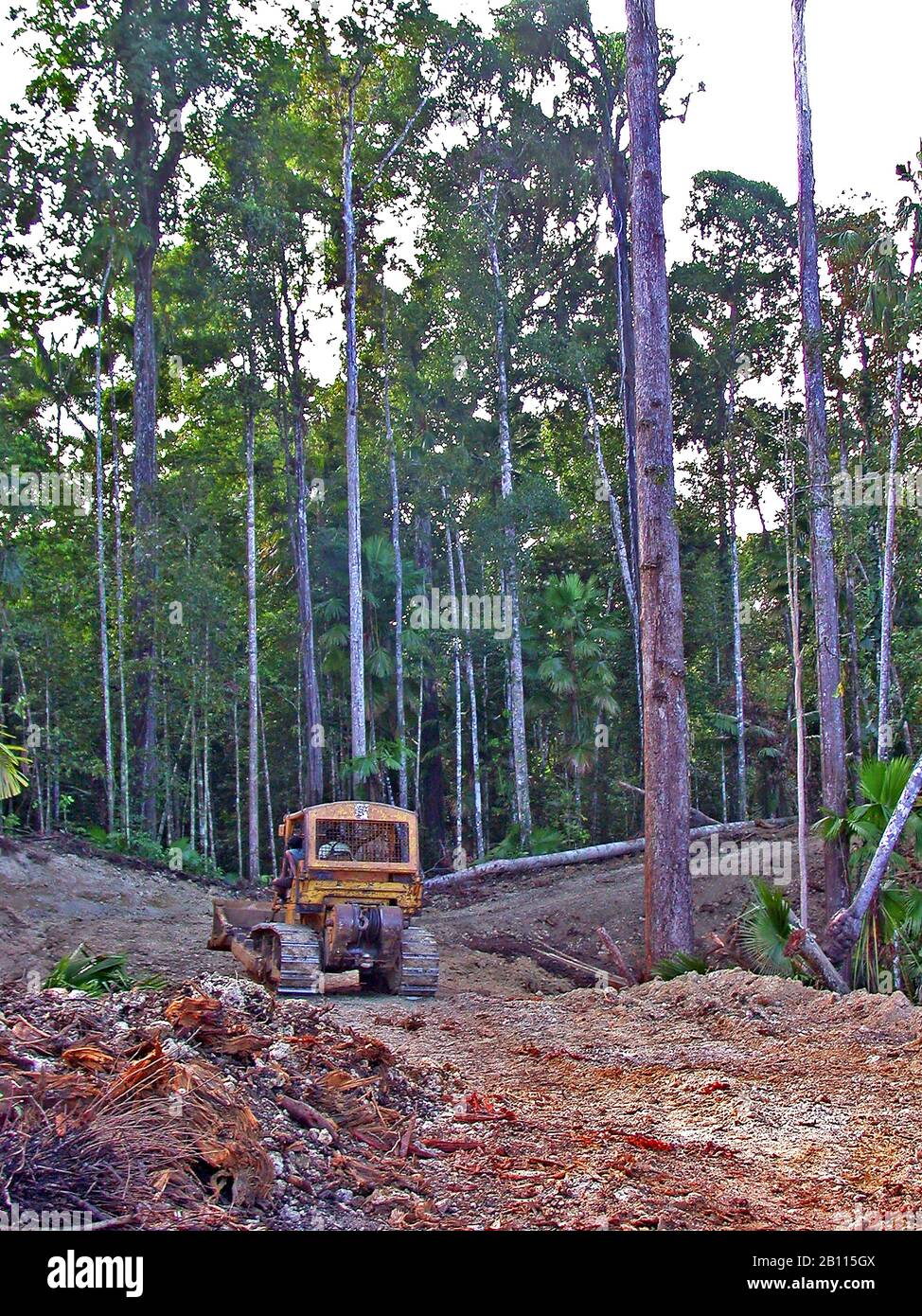 Illegal logging indonesia hi-res stock photography and images - Alamy