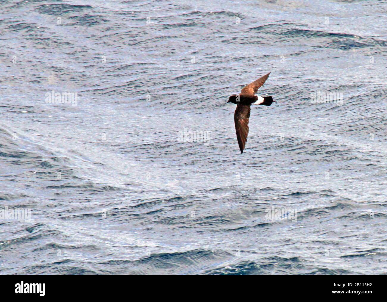 New Zealand Storm Petrel (Fregetta maoriana), in flight over the ocean ...